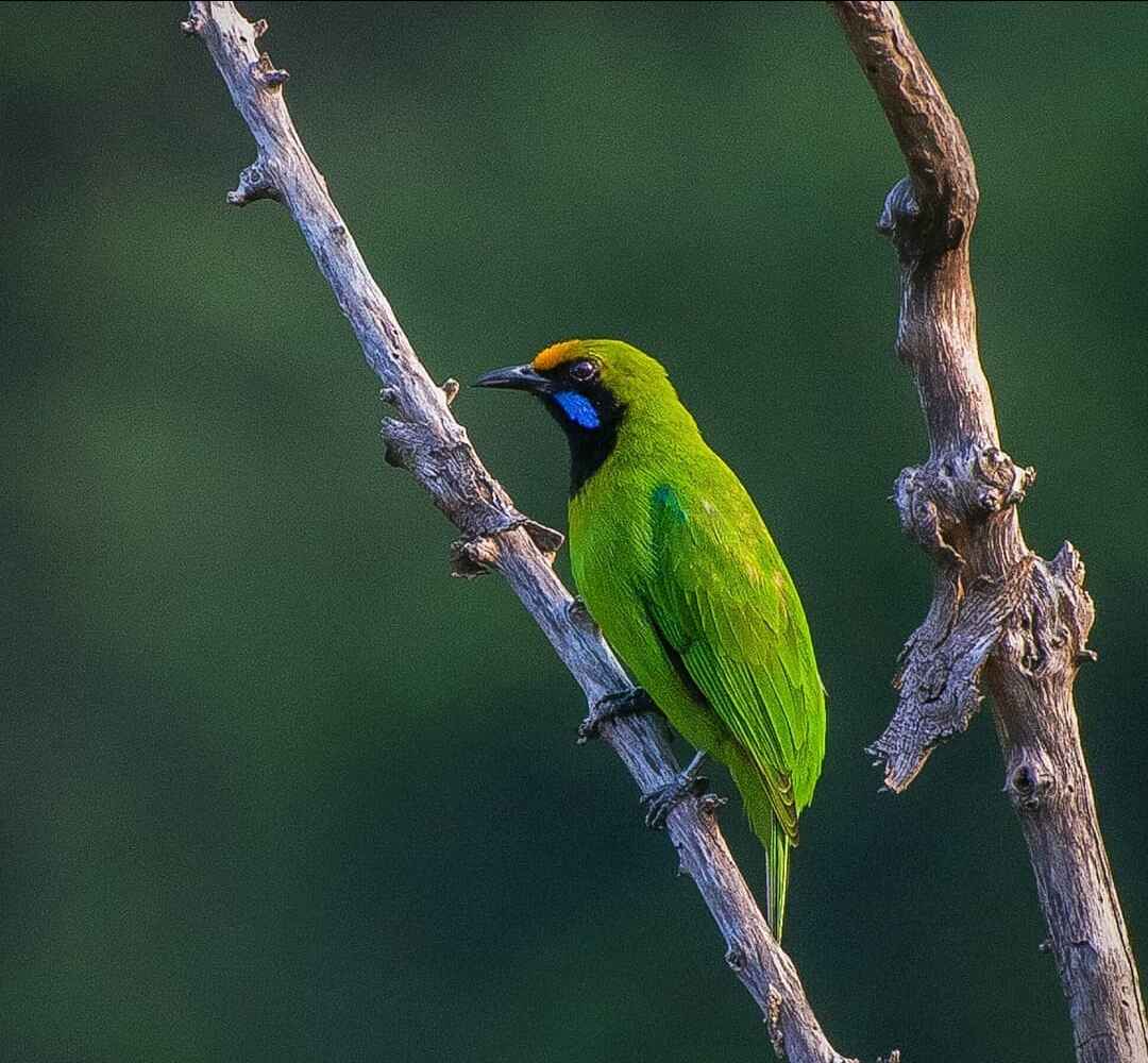 Salim Ali Bird Sanctuary Guide : Best Birdwatching in Goa - Goa Travel ...