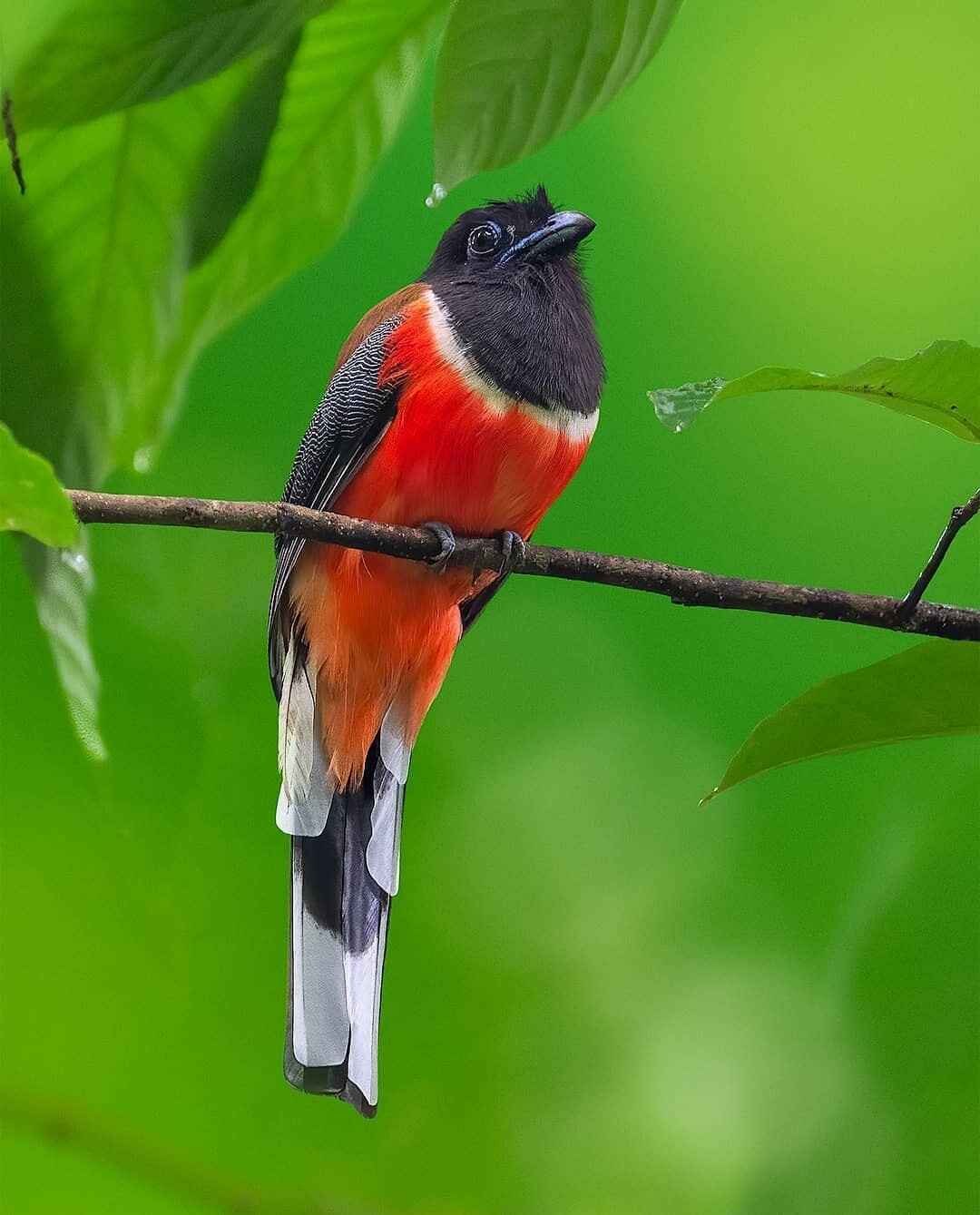 Salim Ali Bird Sanctuary Guide : Best Birdwatching in Goa - Goa Travel ...