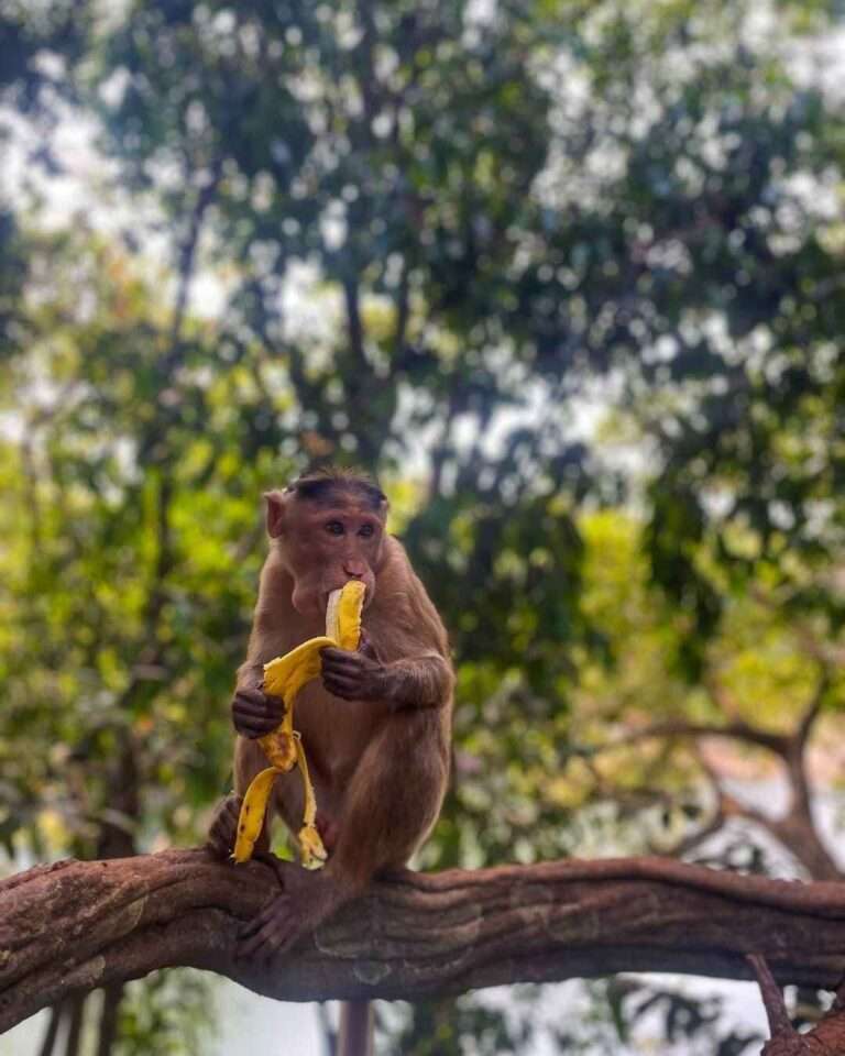 Mollem National Park – Goa’s Wild Paradise - Goa Travel Heaven