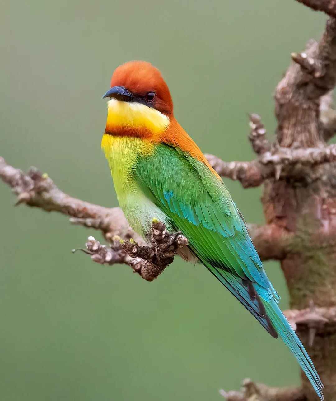 Mollem National Park – Goa’s Wild Paradise - Goa Travel Heaven